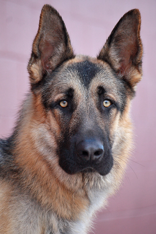Westside German Shepherd Rescue of Los Angeles