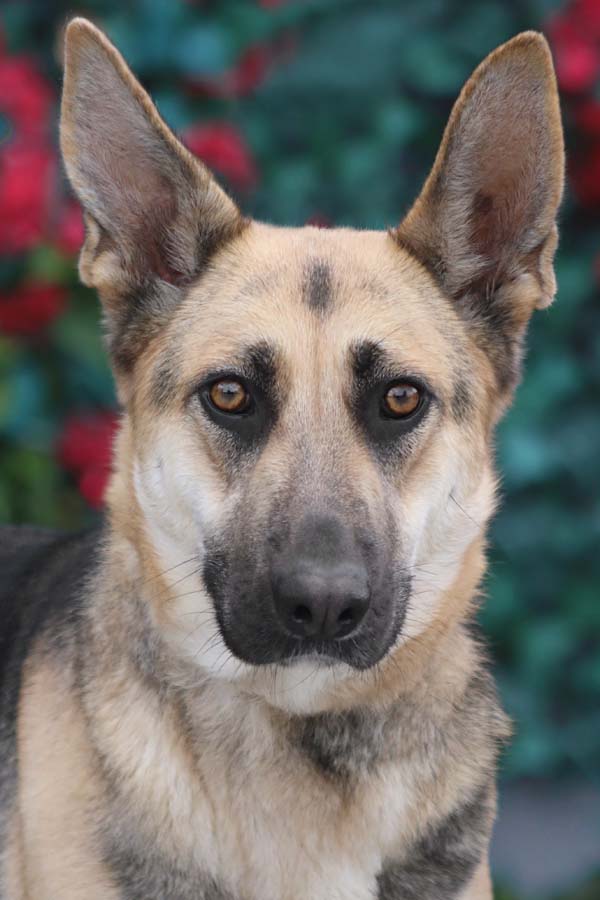 Westside German Shepherd Rescue of Los Angeles