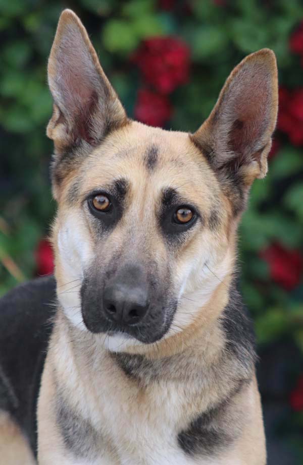 Westside German Shepherd Rescue of Los Angeles