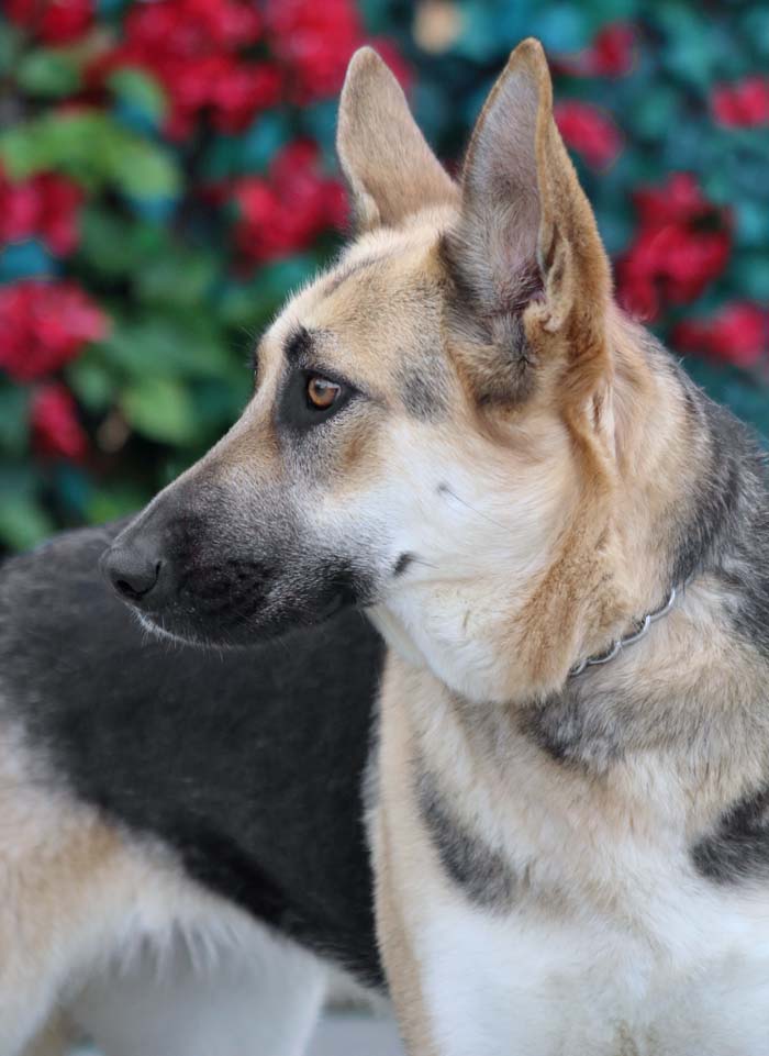 Westside German Shepherd Rescue of Los Angeles
