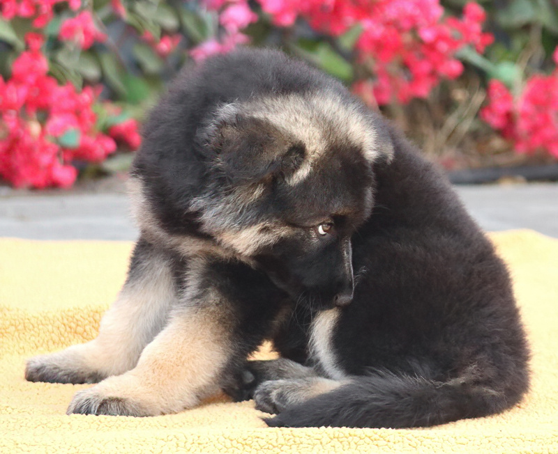 Westside German Shepherd Rescue of Los Angeles