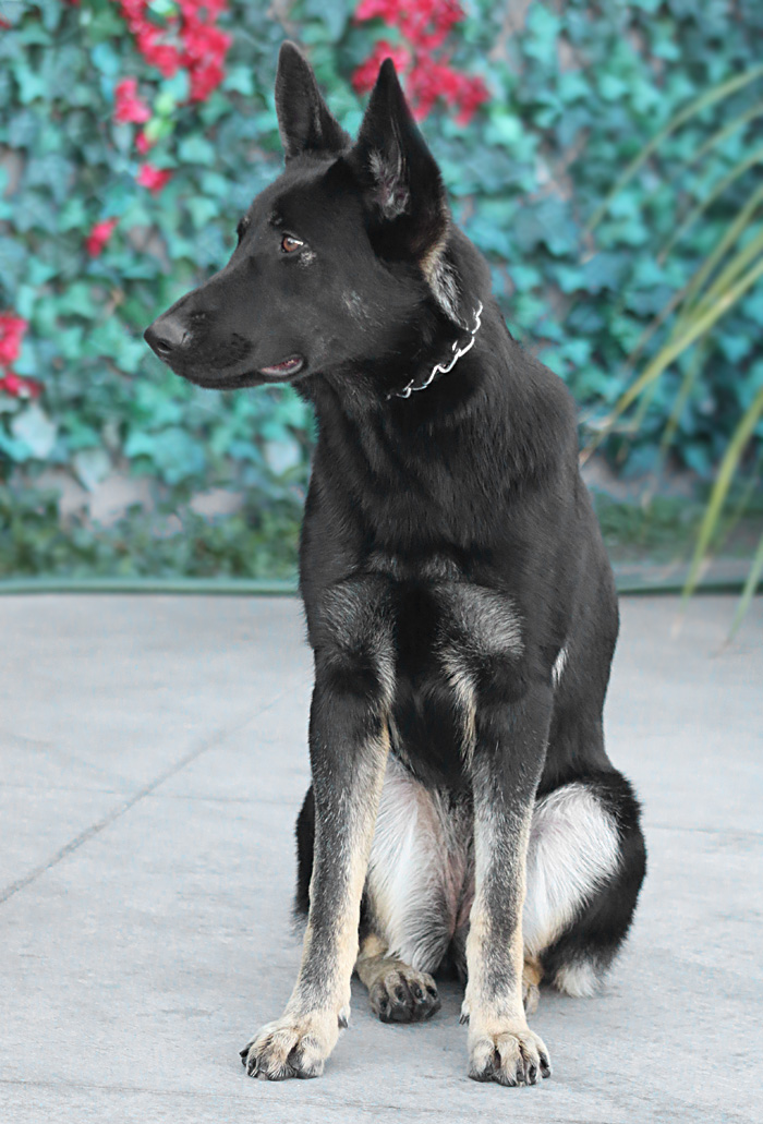 Westside German Shepherd Rescue of Los Angeles