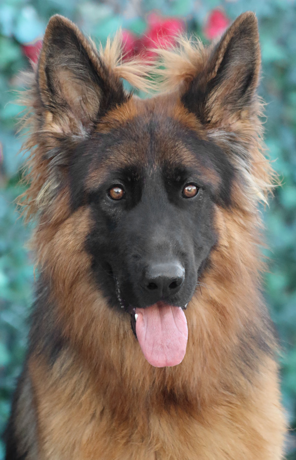 Westside German Shepherd Rescue of Los Angeles