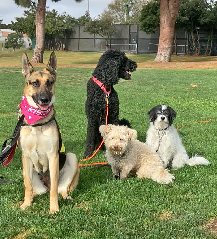 Westside German Shepherd Rescue of Los Angeles
