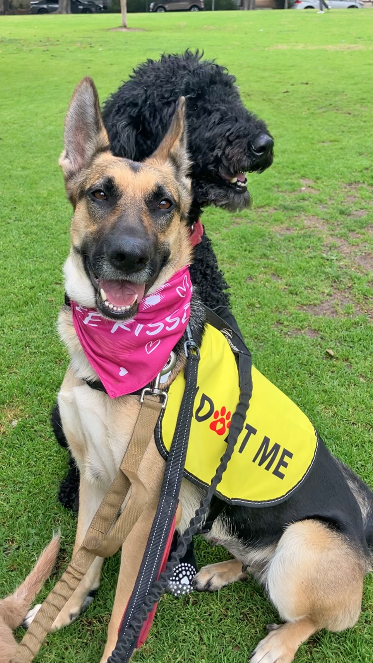 Westside German Shepherd Rescue of Los Angeles