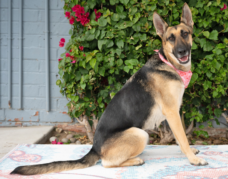 Westside German Shepherd Rescue of Los Angeles