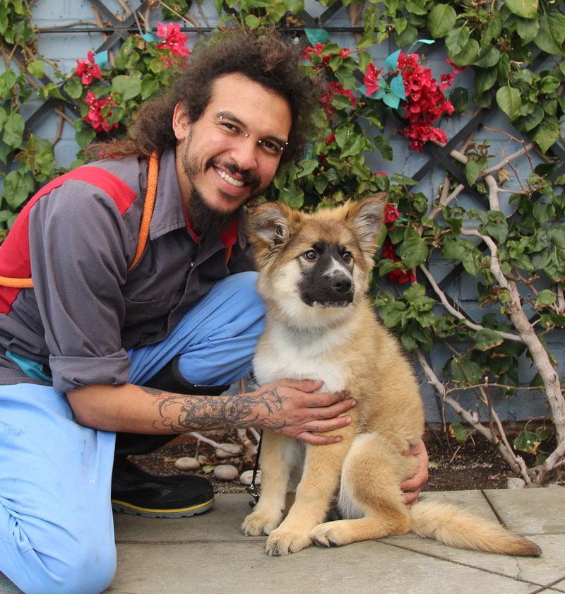 Westside German Shepherd Rescue of Los Angeles