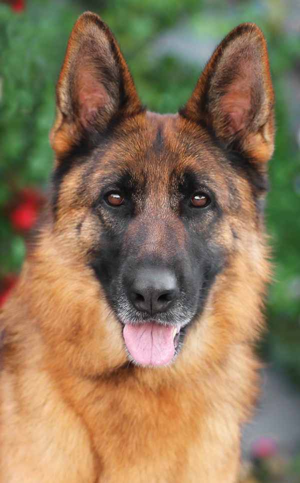 Westside German Shepherd Rescue of Los Angeles