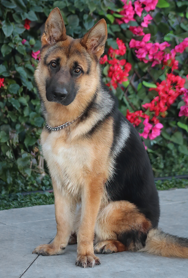 Westside German Shepherd Rescue of Los Angeles
