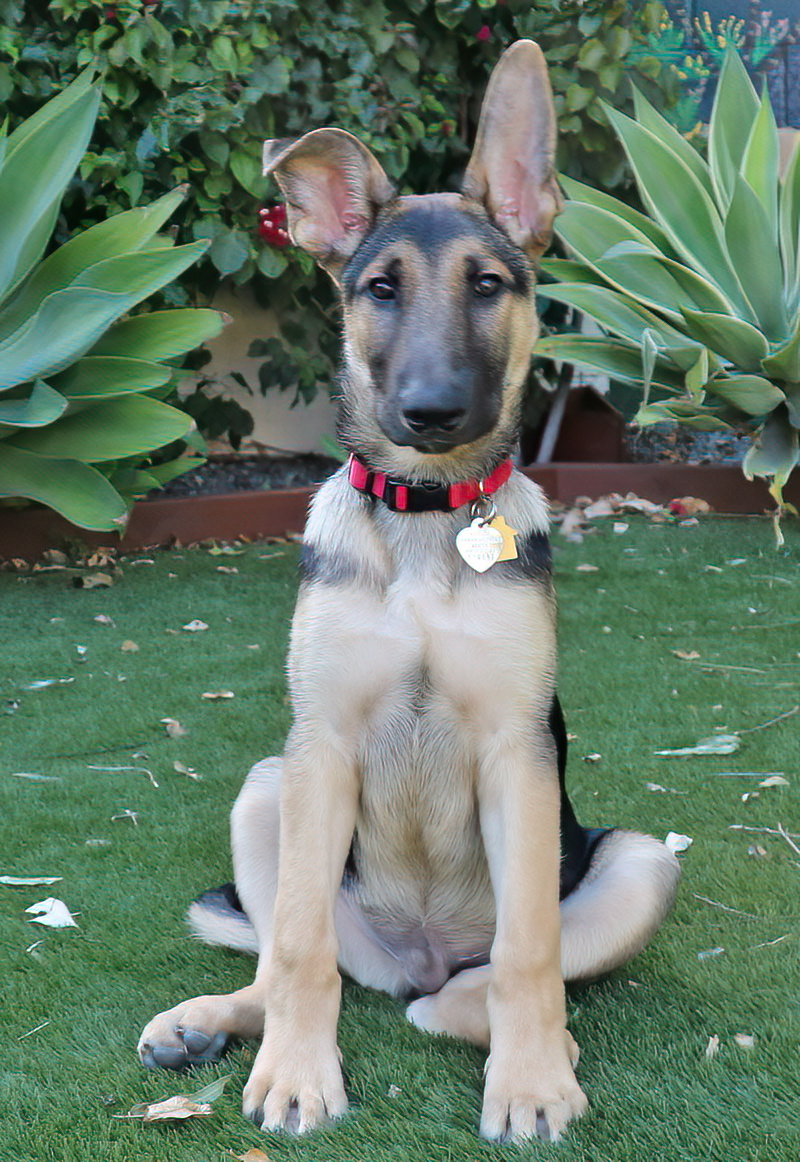 Westside German Shepherd Rescue of Los Angeles