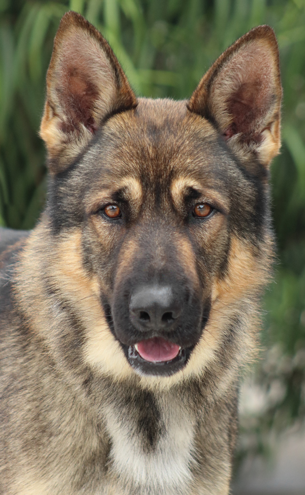 Westside German Shepherd Rescue of Los Angeles
