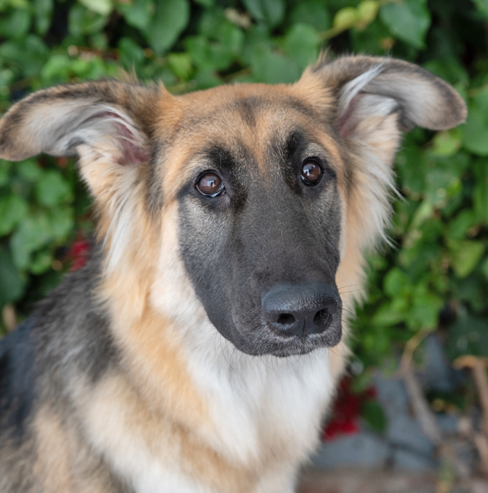 Westside German Shepherd Rescue of Los Angeles