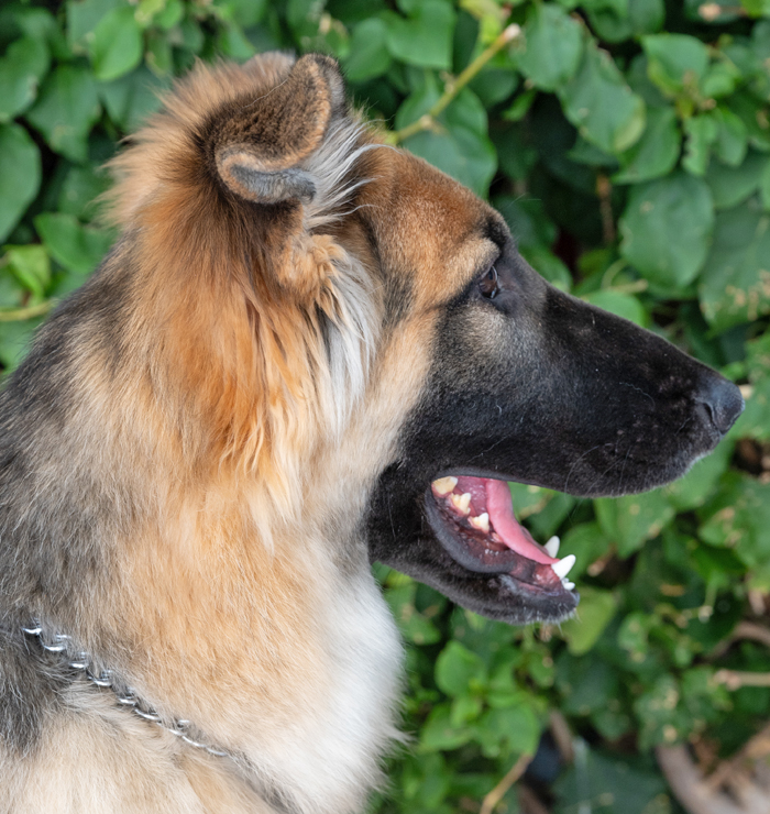 Westside German Shepherd Rescue of Los Angeles