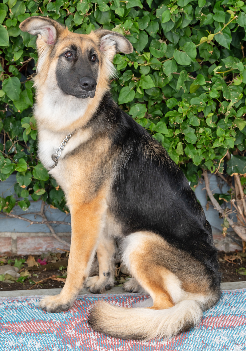 Westside German Shepherd Rescue of Los Angeles
