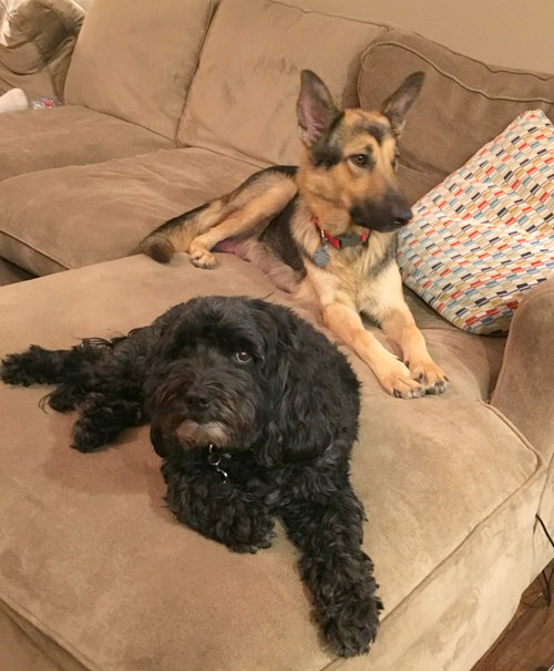 Westside German Shepherd Rescue of Los Angeles