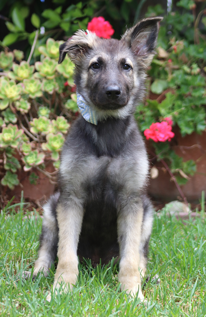 Westside German Shepherd Rescue of Los Angeles