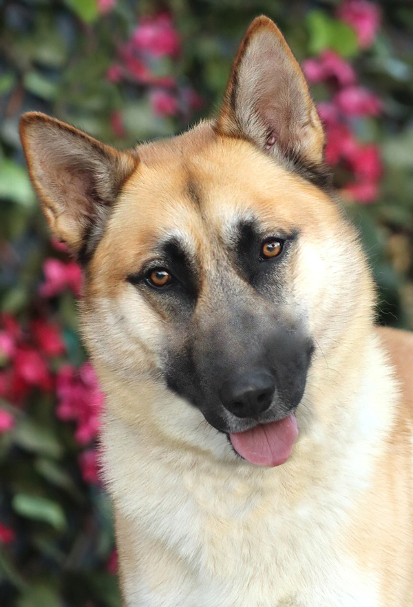 Westside German Shepherd Rescue of Los Angeles