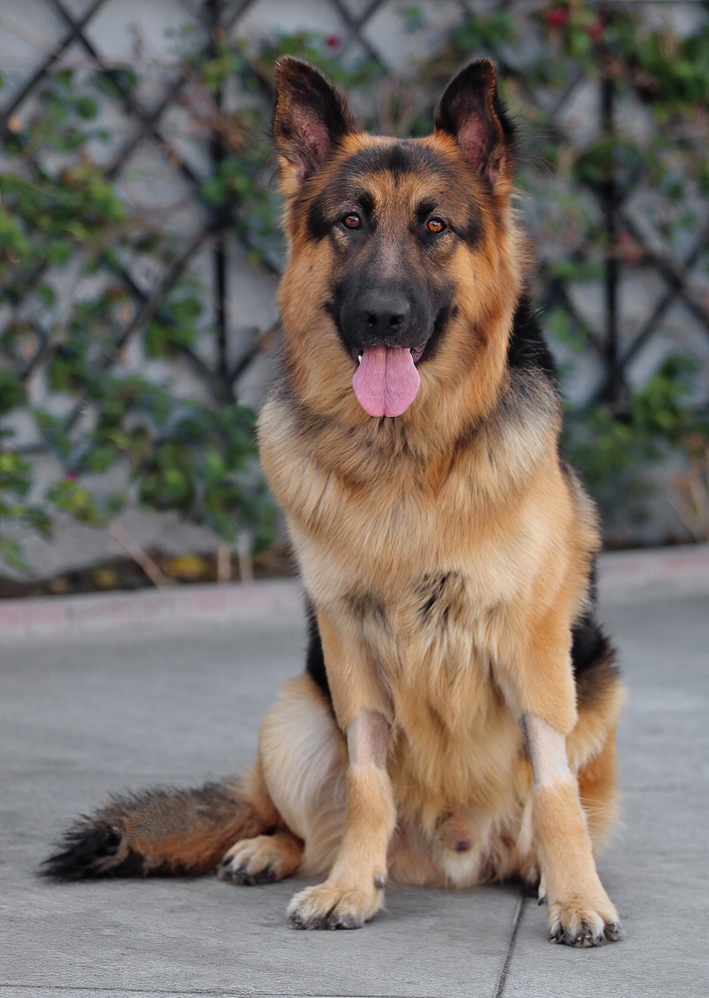 Westside German Shepherd Rescue of Los Angeles