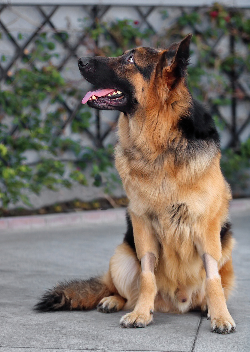 Westside German Shepherd Rescue of Los Angeles