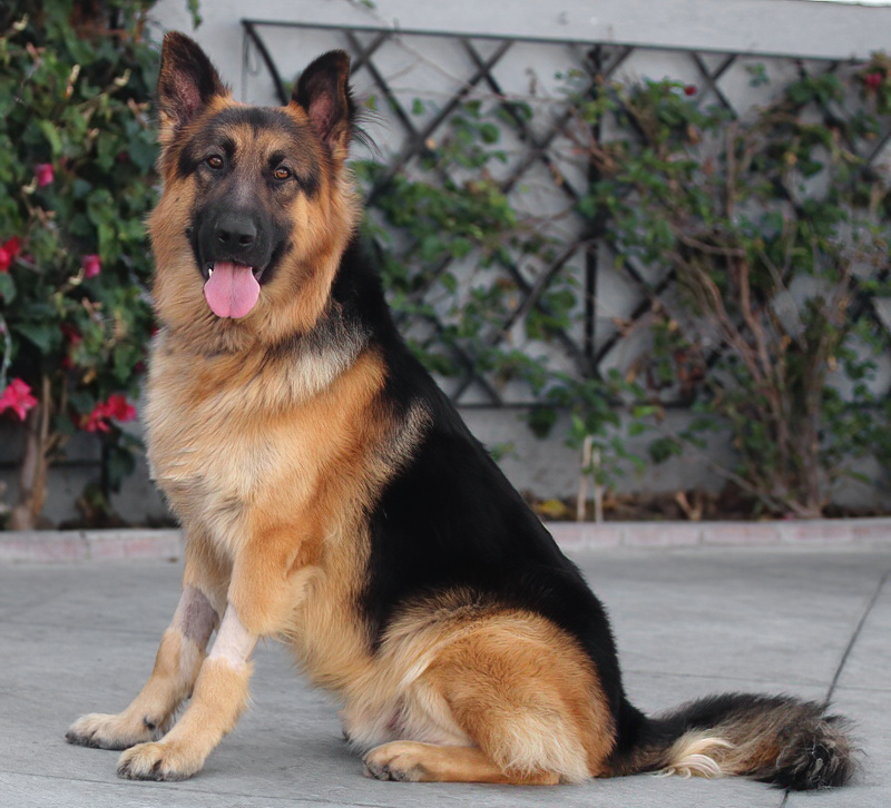 Westside German Shepherd Rescue of Los Angeles