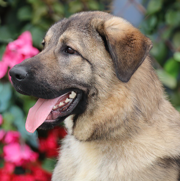 Westside German Shepherd Rescue of Los Angeles