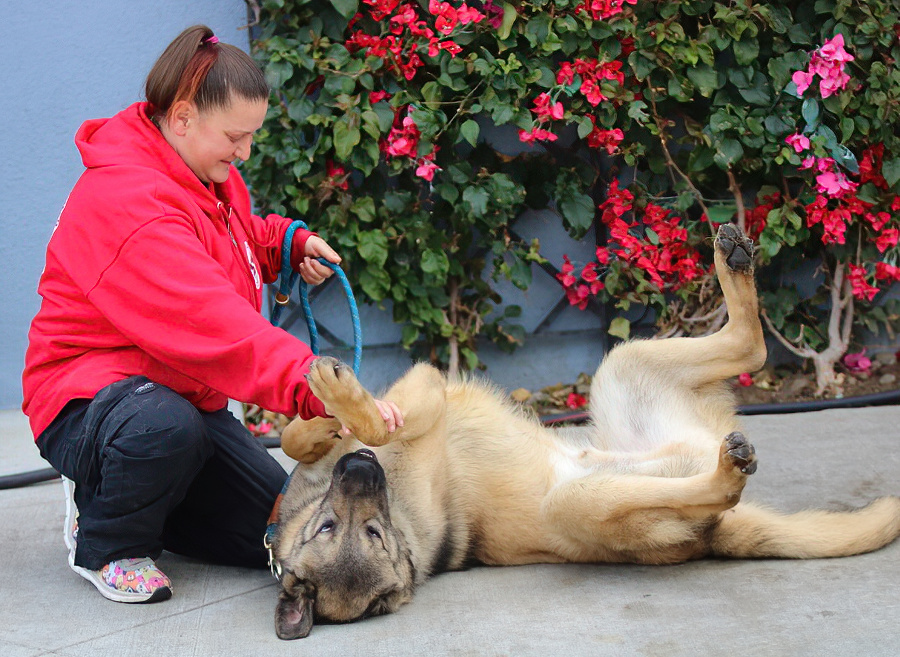 Westside German Shepherd Rescue of Los Angeles