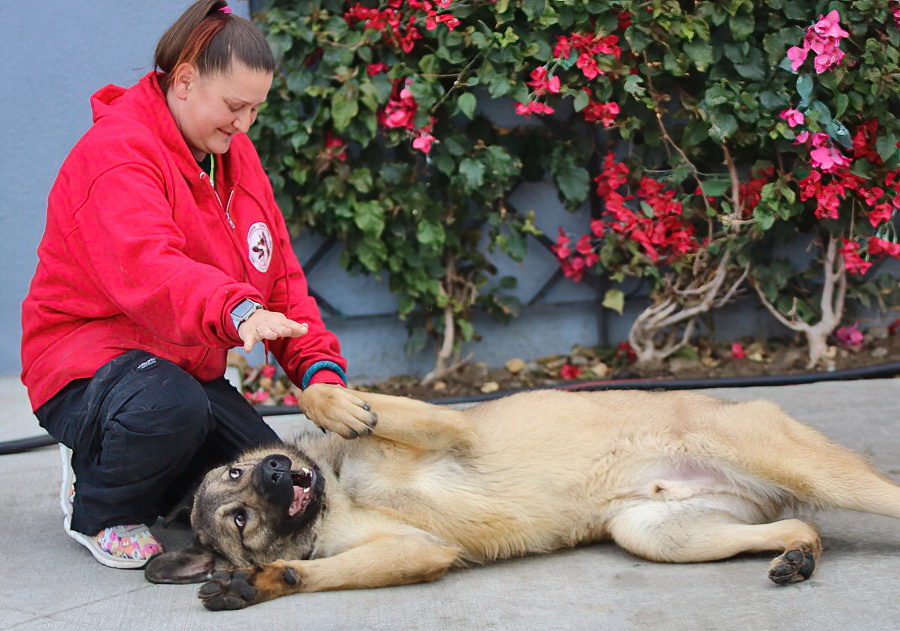 Westside German Shepherd Rescue of Los Angeles