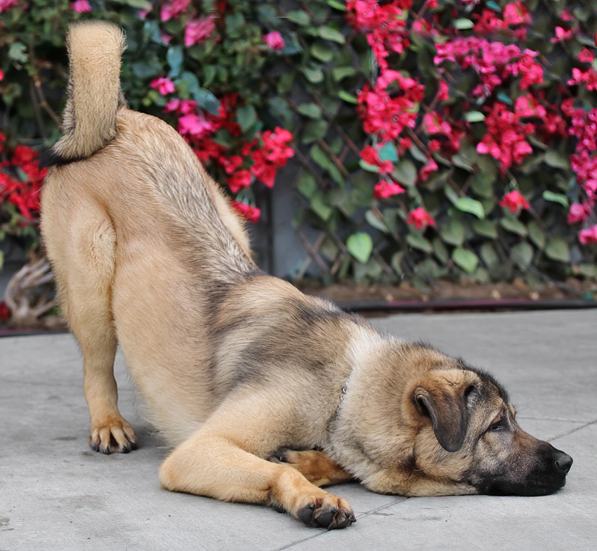 Westside German Shepherd Rescue of Los Angeles