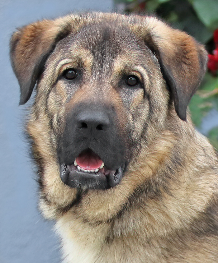 Westside German Shepherd Rescue of Los Angeles