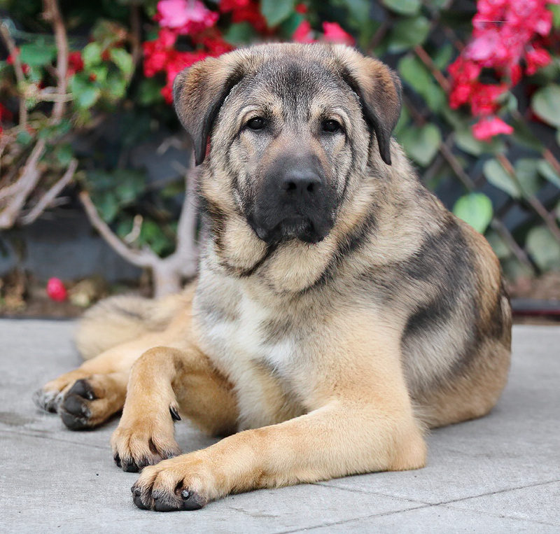 Westside German Shepherd Rescue of Los Angeles