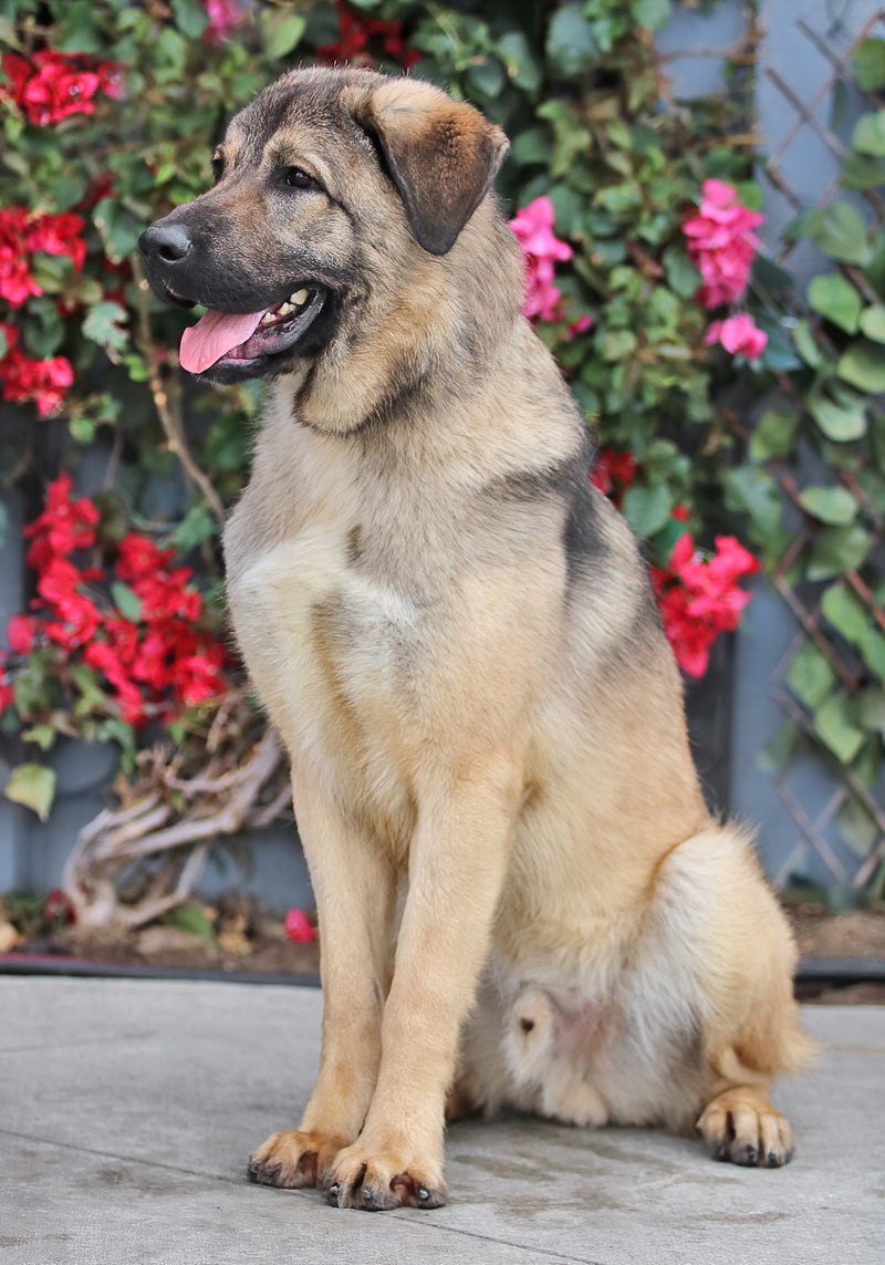 Westside German Shepherd Rescue of Los Angeles
