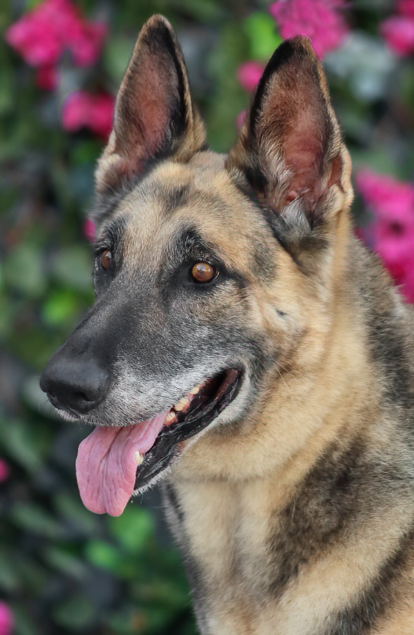 Westside German Shepherd Rescue of Los Angeles