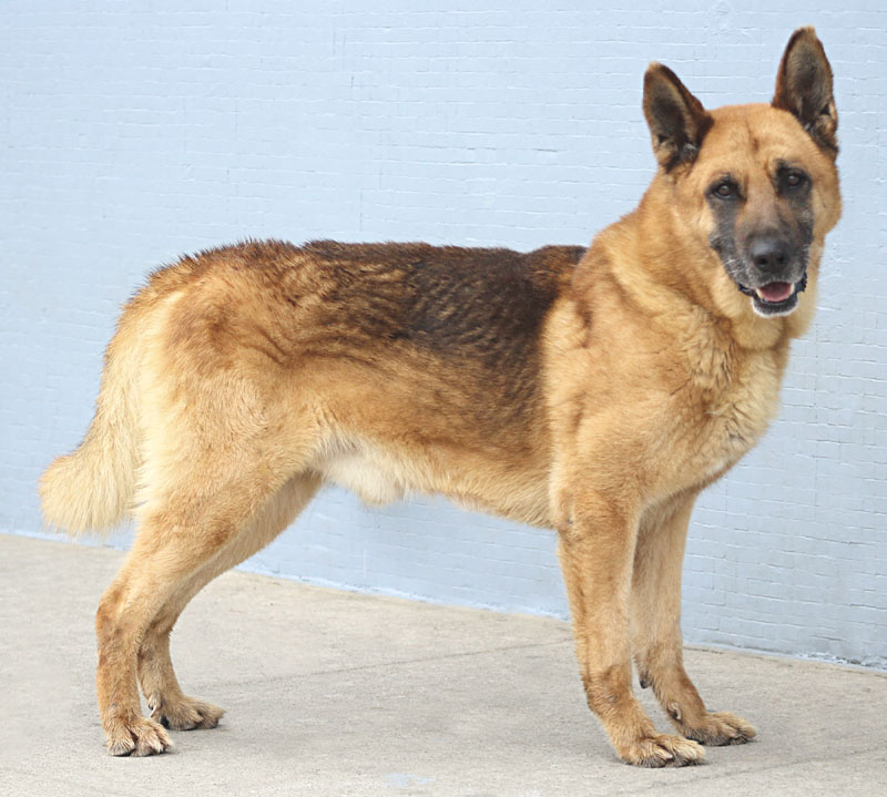 Westside German Shepherd Rescue of Los Angeles