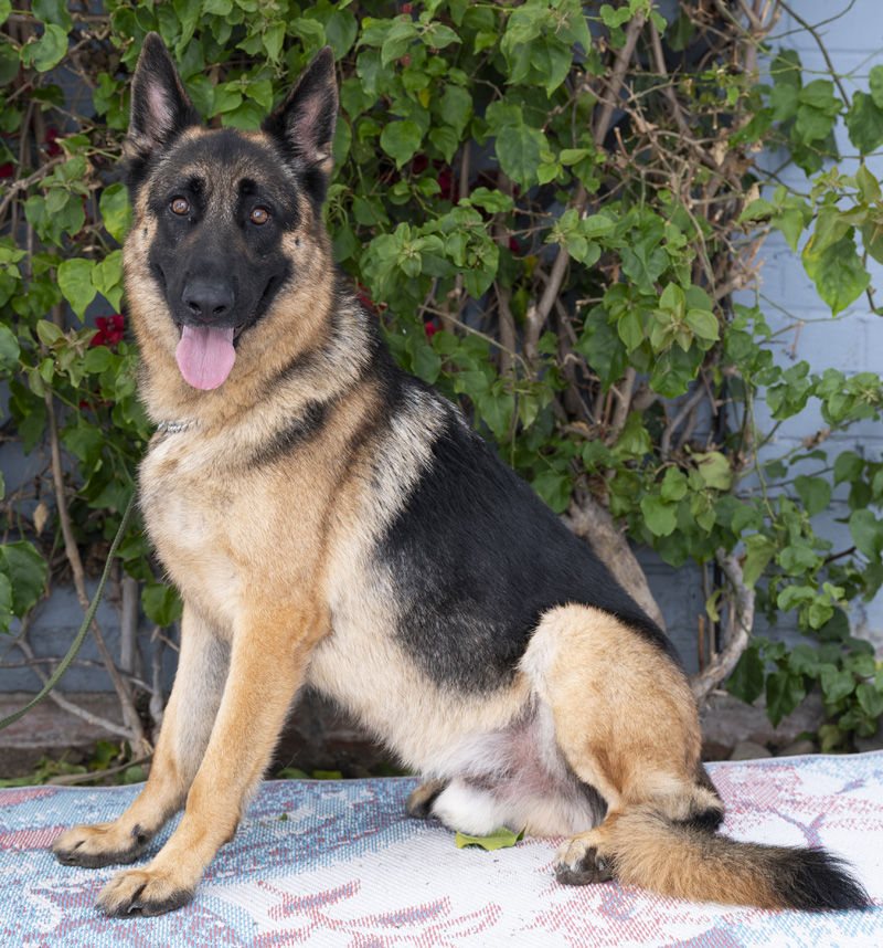 Westside German Shepherd Rescue of Los Angeles