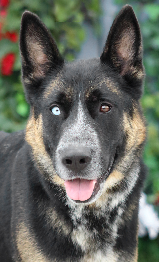 Westside German Shepherd Rescue of Los Angeles