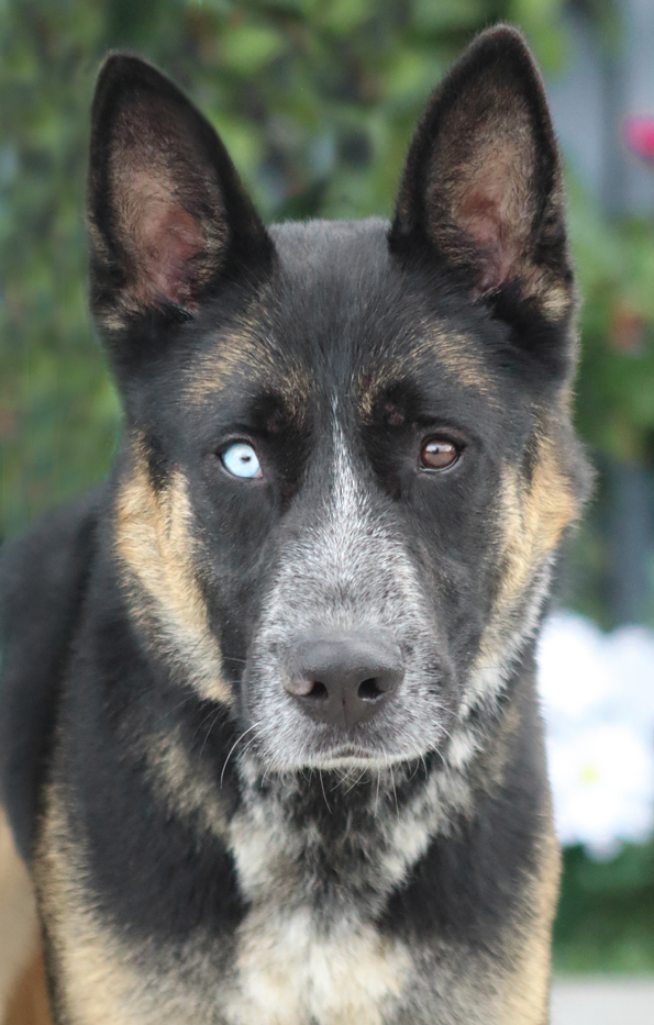 Westside German Shepherd Rescue of Los Angeles