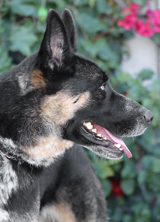Westside German Shepherd Rescue of Los Angeles