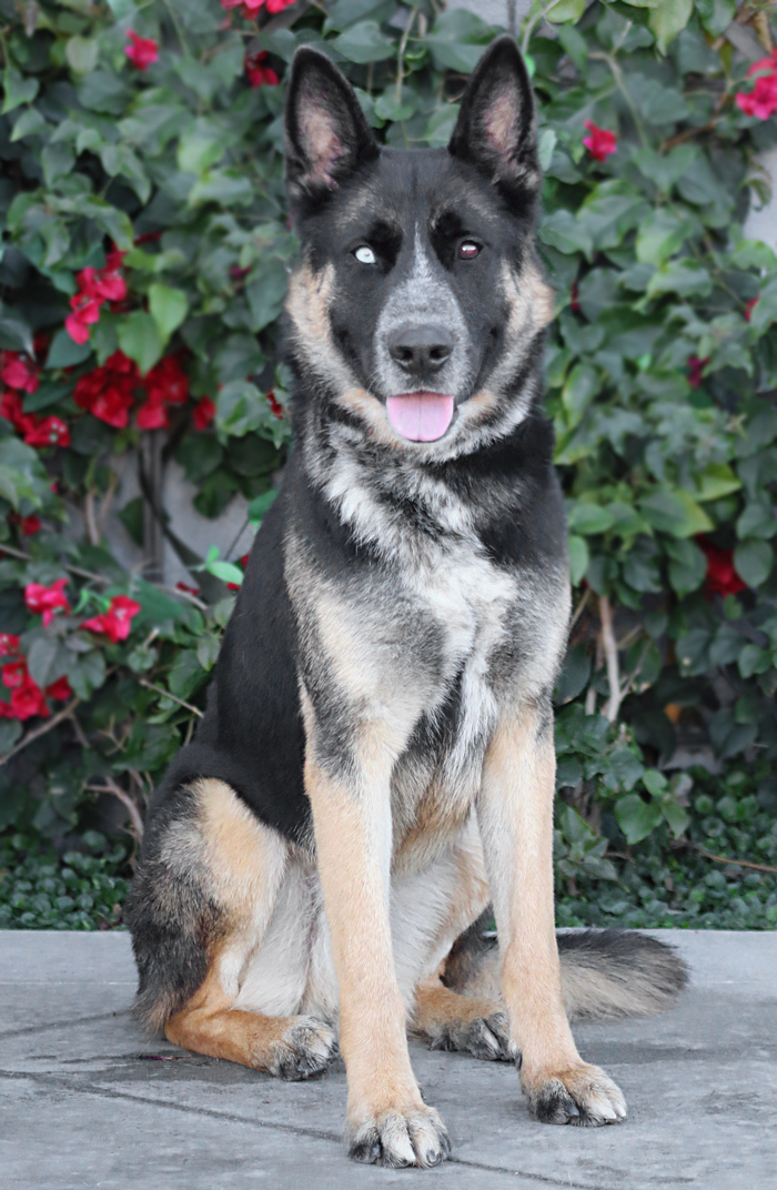 Westside German Shepherd Rescue of Los Angeles