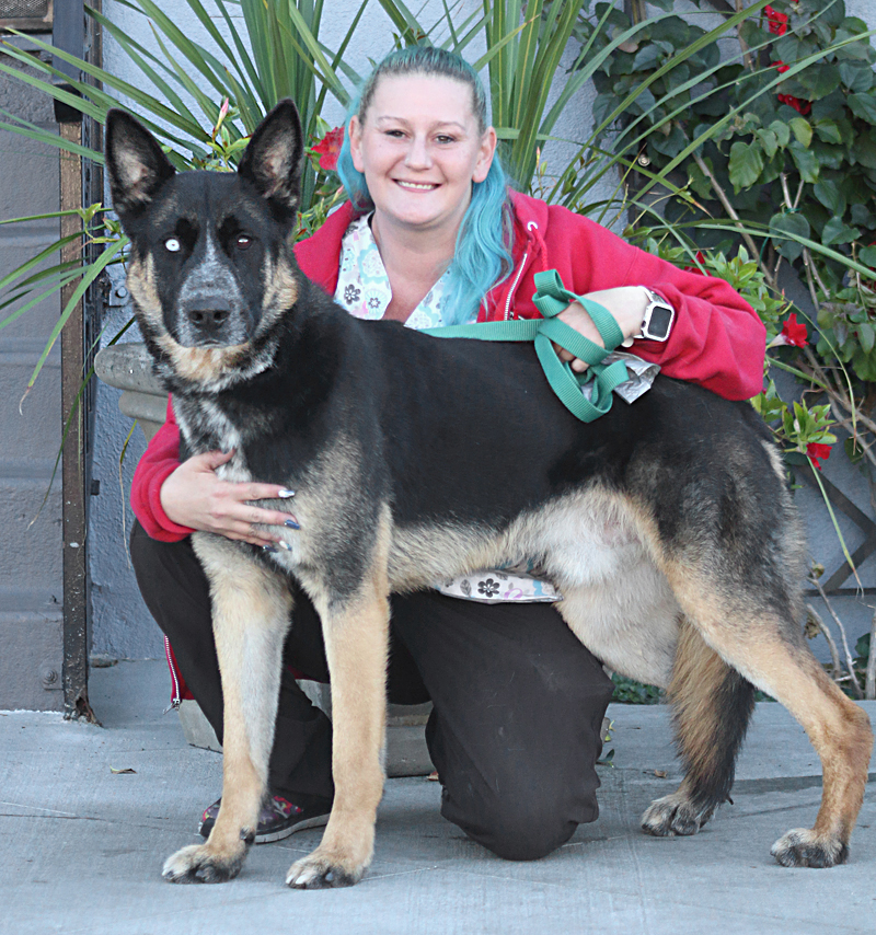 Westside German Shepherd Rescue of Los Angeles