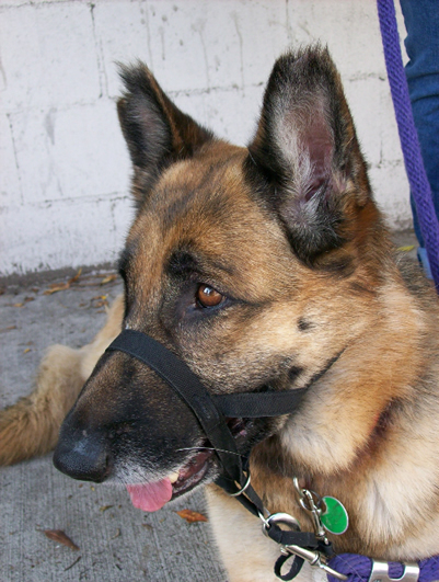 Westside German Shepherd Rescue of Los Angeles