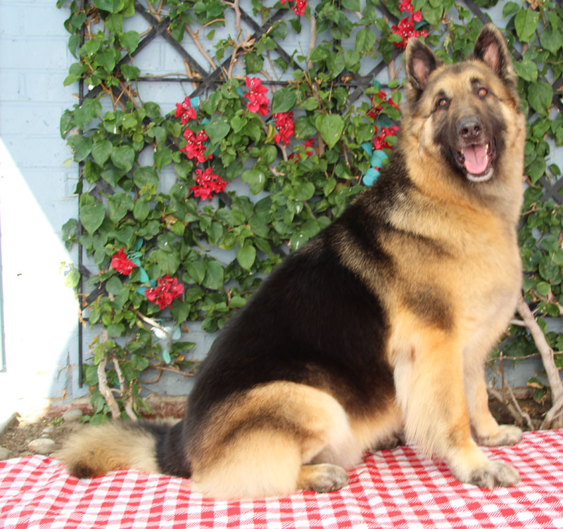 Westside German Shepherd Rescue of Los Angeles