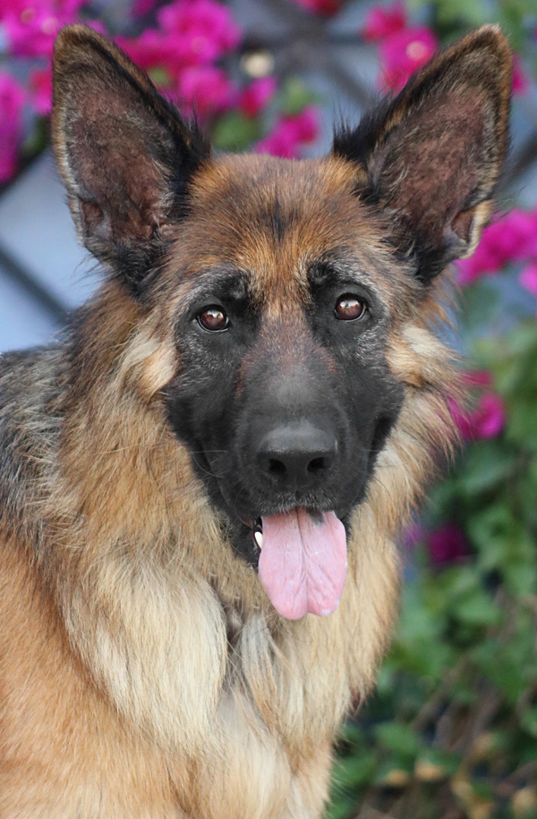 Westside German Shepherd Rescue of Los Angeles