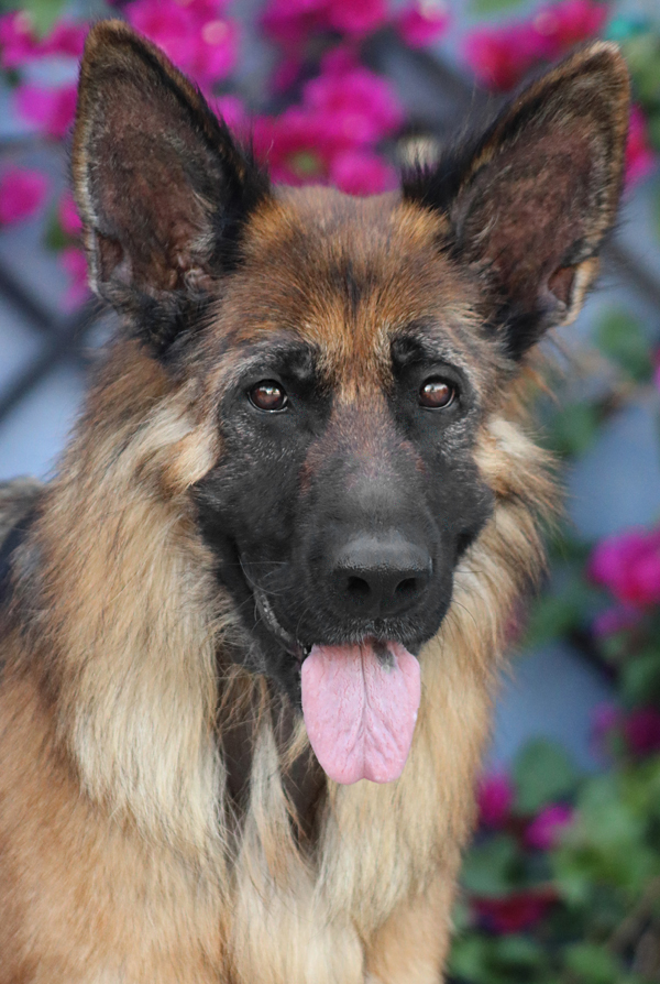 Westside German Shepherd Rescue of Los Angeles