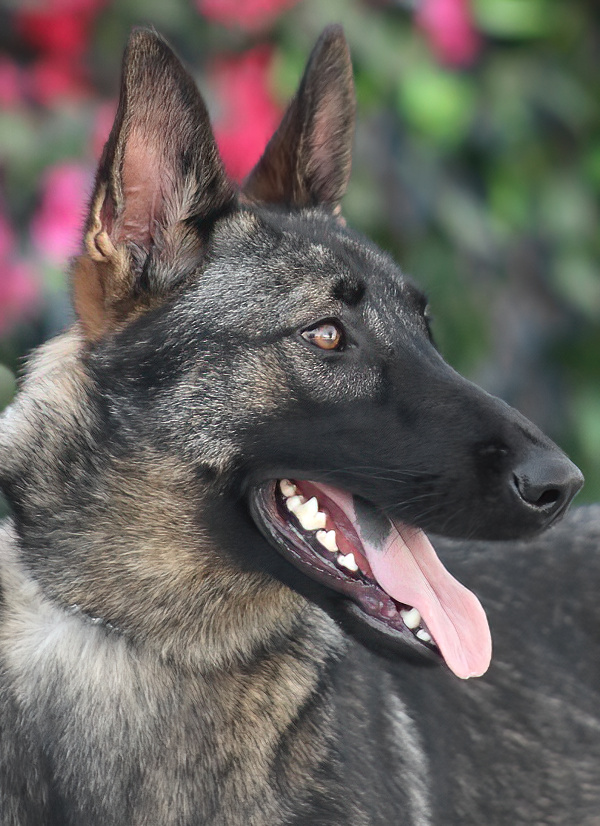 Westside German Shepherd Rescue of Los Angeles