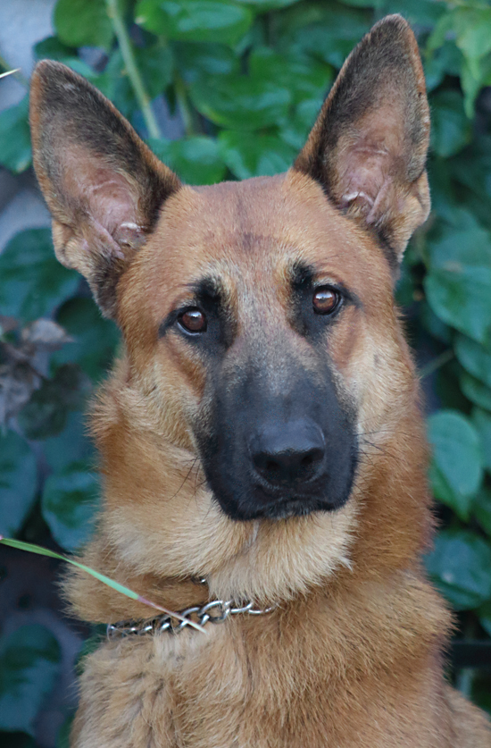 Westside German Shepherd Rescue of Los Angeles