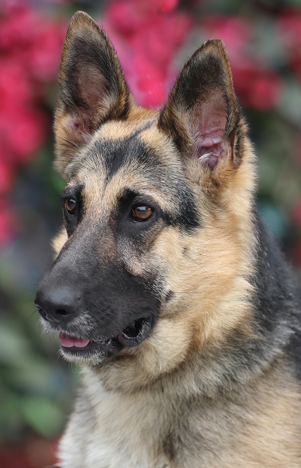 Westside German Shepherd Rescue of Los Angeles