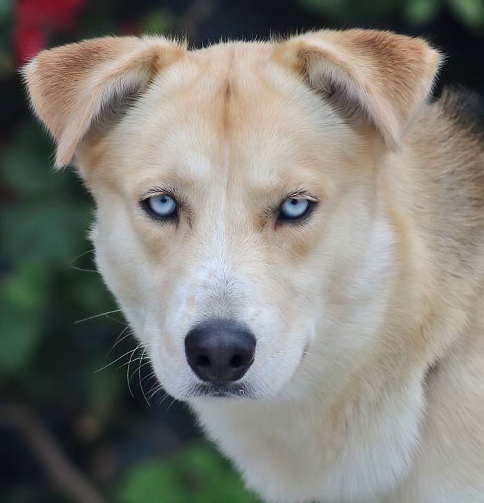 Westside German Shepherd Rescue of Los Angeles