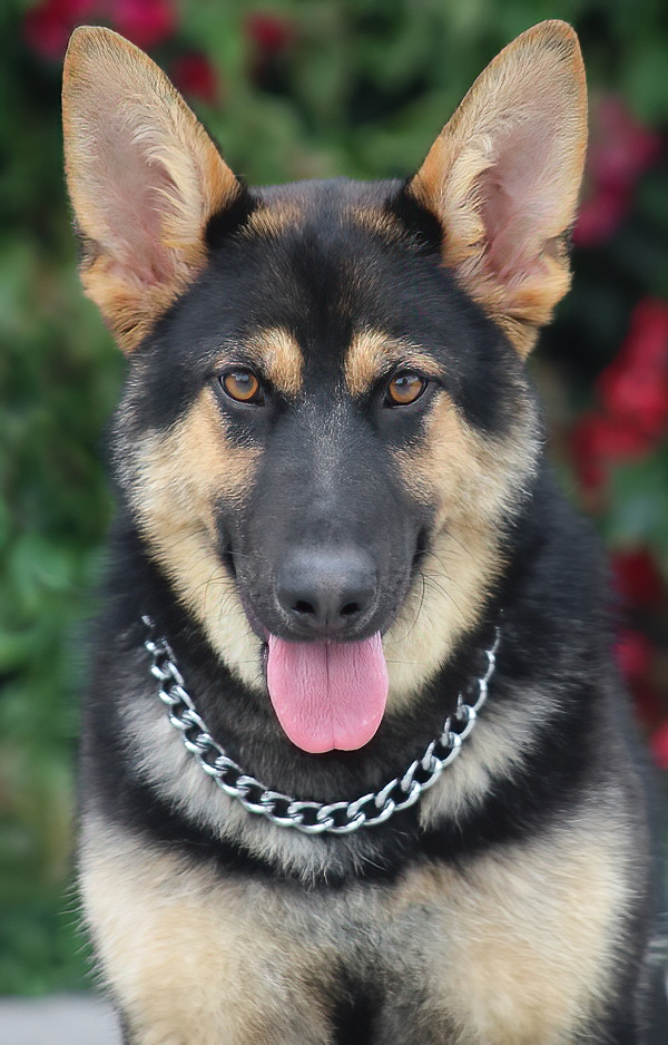 Westside German Shepherd Rescue of Los Angeles