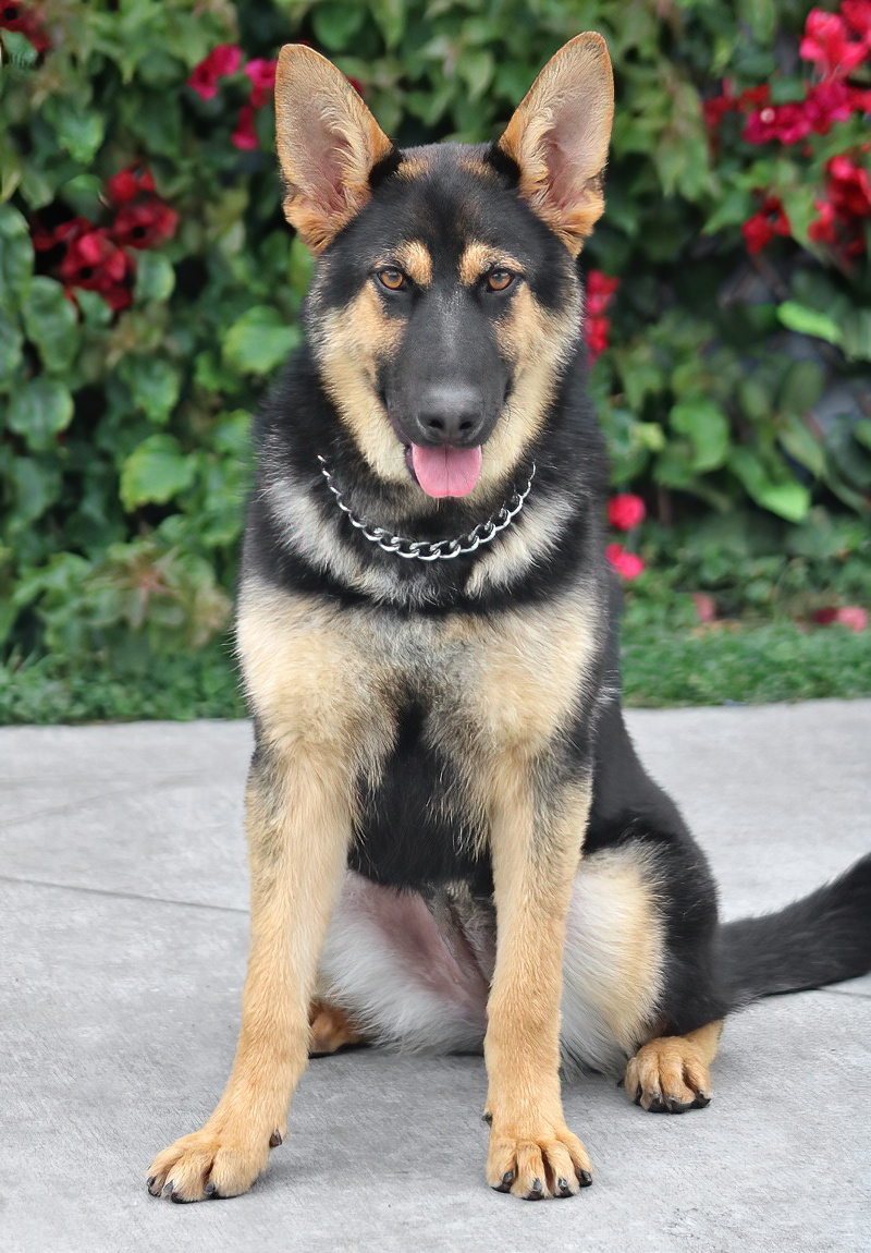Westside German Shepherd Rescue of Los Angeles