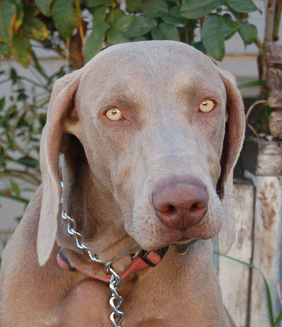 Westside German Shepherd Rescue of Los Angeles